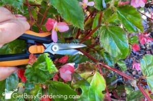 Propagating Begonias In Water Or Soil (6 Easy Steps!) - Get Busy Gardening