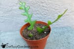 Fishbone Cactus Care: How To Grow Selenicereus anthonyanus