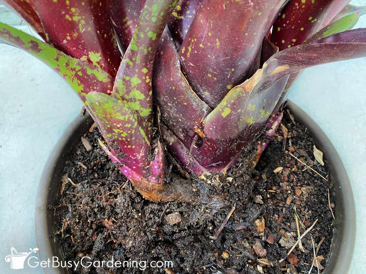 4 Simple Steps For Propagating Your Bromeliads - Get Busy Gardening