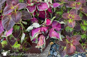 Coleus Plant Care & Complete Growing Guide - Get Busy Gardening