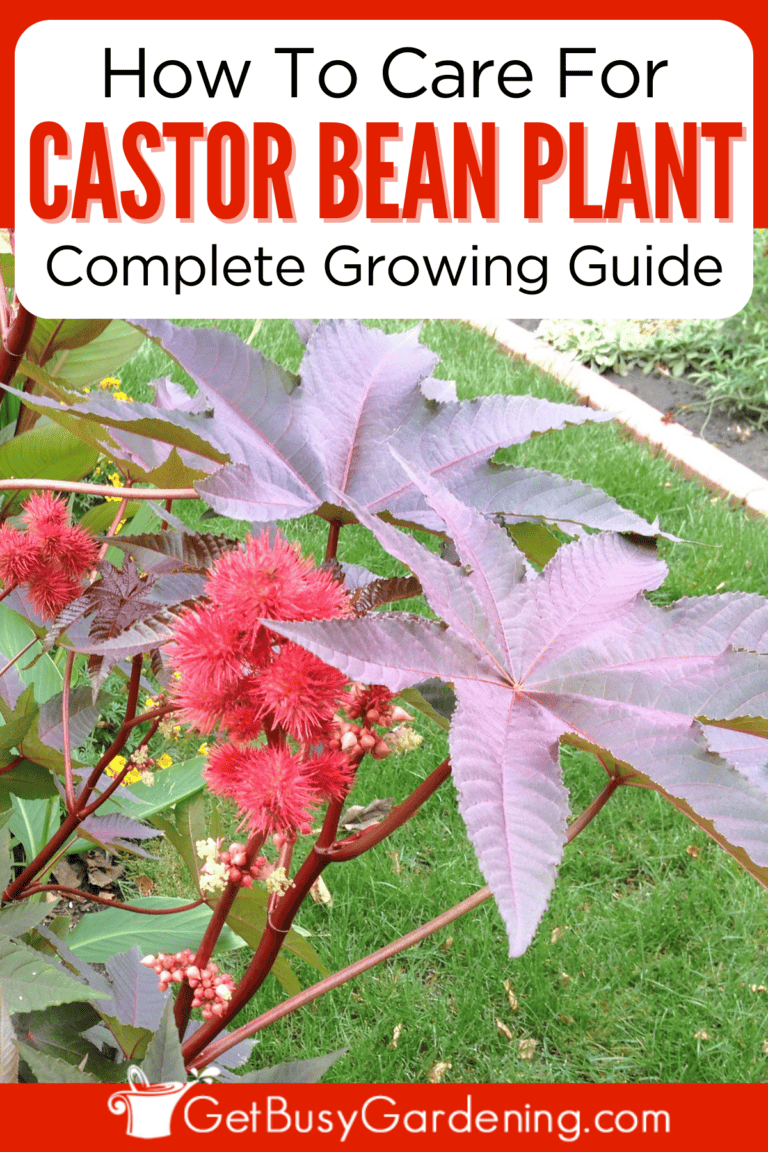 Castor Bean Plant Care Guide - How To Grow Ricinus communis - Get Busy ...