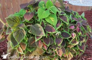 Coleus Plant Care & Complete Growing Guide - Get Busy Gardening