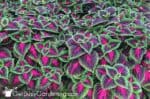 Coleus Plant Care & Complete Growing Guide - Get Busy Gardening