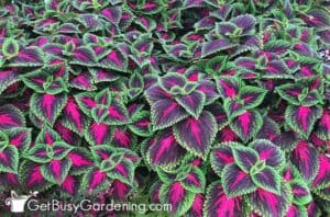 Coleus Plant Care & Complete Growing Guide - Get Busy Gardening