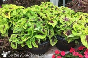 Coleus Plant Care & Complete Growing Guide - Get Busy Gardening