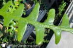 Fishbone Cactus Care: How To Grow Selenicereus anthonyanus