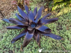 4 Simple Steps For Propagating Your Bromeliads - Get Busy Gardening