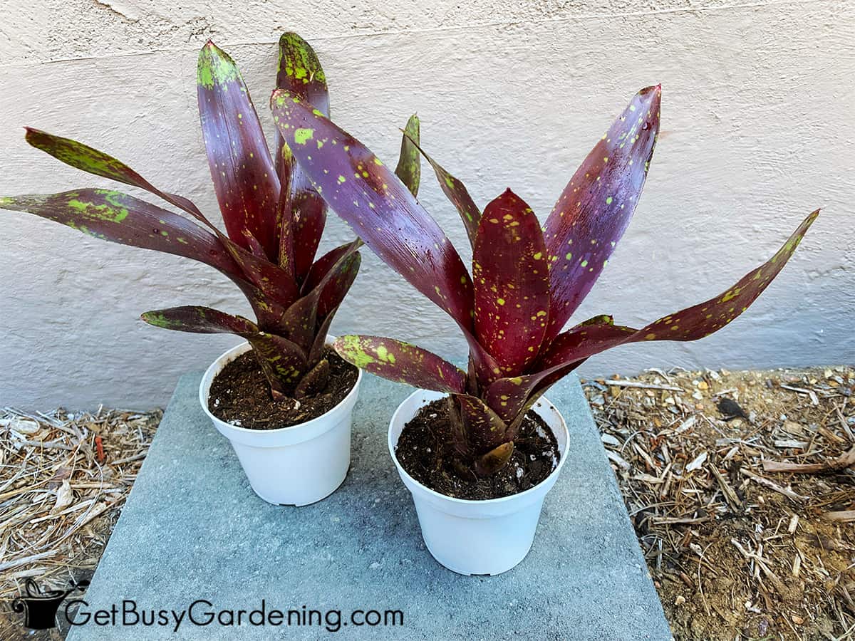 4 Simple Steps For Propagating Your Bromeliads - Get Busy Gardening