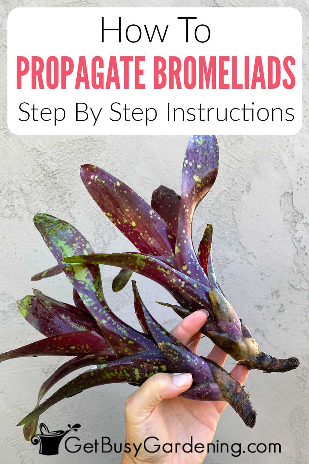 4 Simple Steps For Propagating Your Bromeliads - Get Busy Gardening