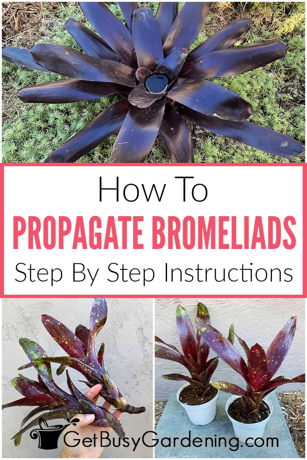 4 Simple Steps For Propagating Your Bromeliads - Get Busy Gardening