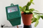 Watering Christmas Cactus: When, How Often & How Much - Get Busy Gardening