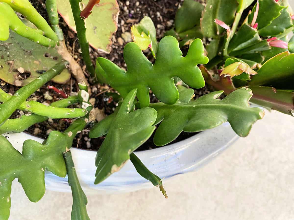 Ric Rac Cactus Plant Care: How To Grow Epiphyllum anguliger