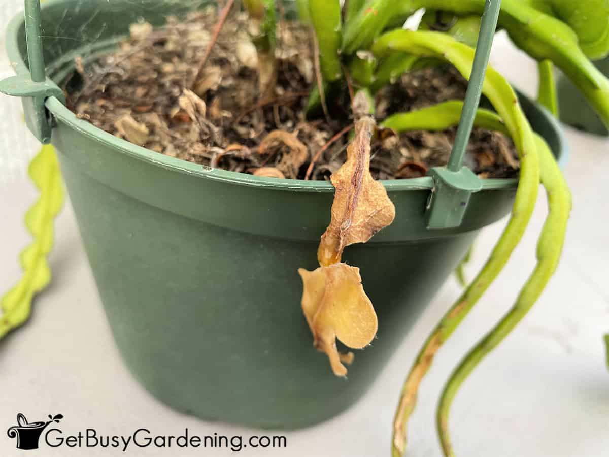 Ric Rac Cactus Plant Care: How To Grow Epiphyllum anguliger