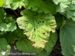 How To Grow Rhubarb At Home - Get Busy Gardening