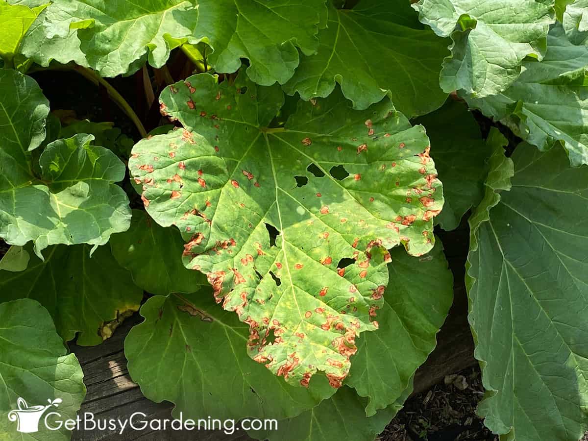 How To Grow Rhubarb At Home - Get Busy Gardening
