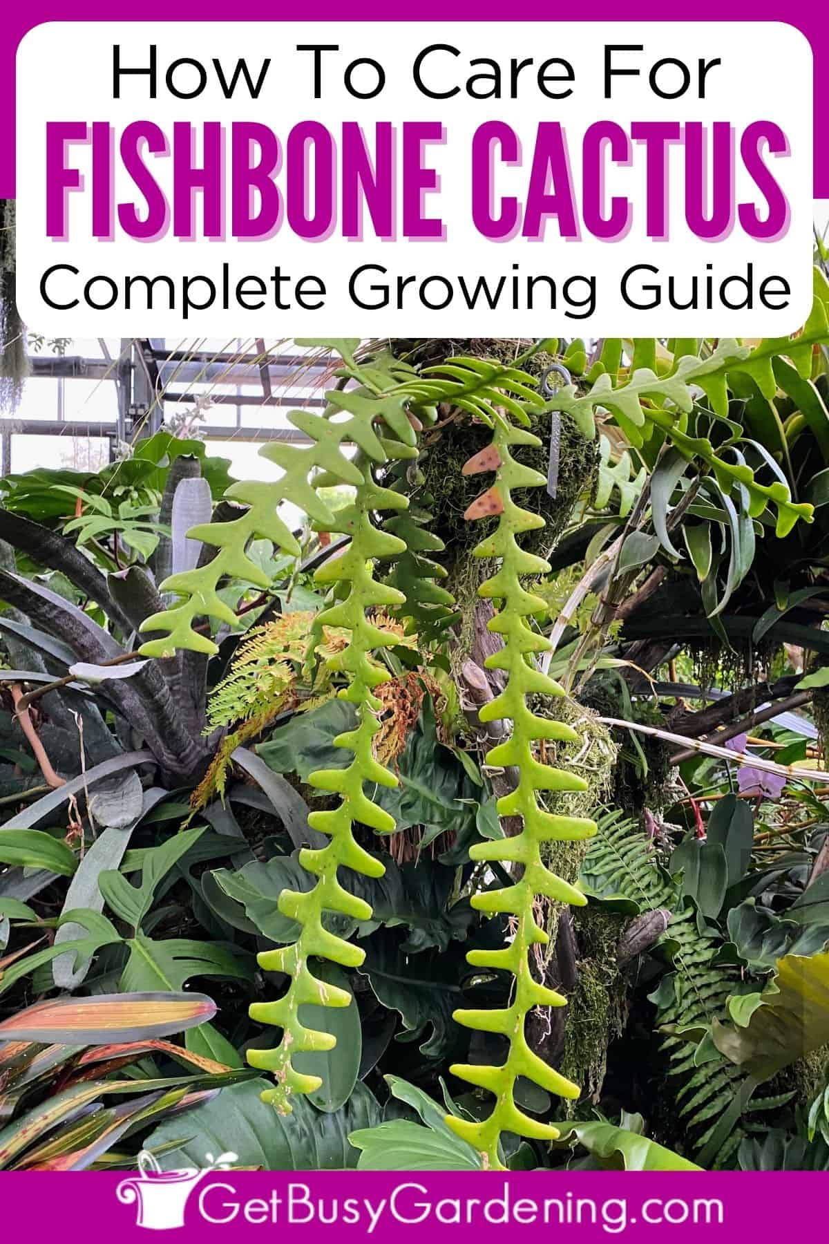 Fishbone Cactus Care: How To Grow Selenicereus anthonyanus