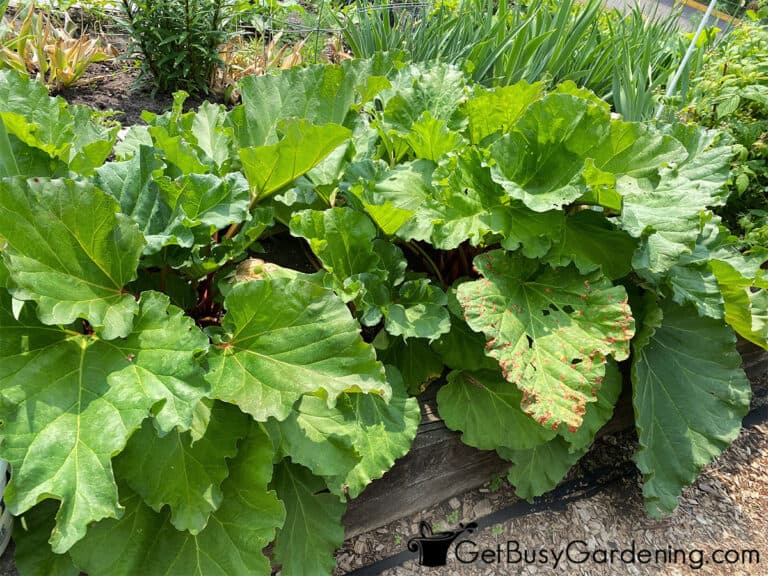 How To Grow Rhubarb At Home - Get Busy Gardening