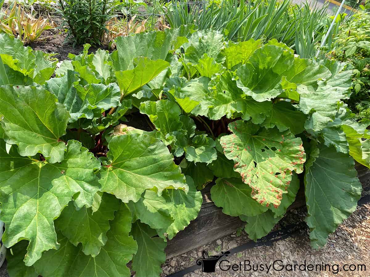 How To Grow Rhubarb At Home - Get Busy Gardening