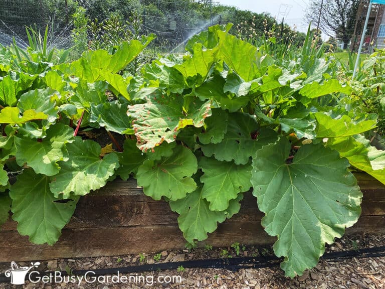 How To Grow Rhubarb At Home - Get Busy Gardening