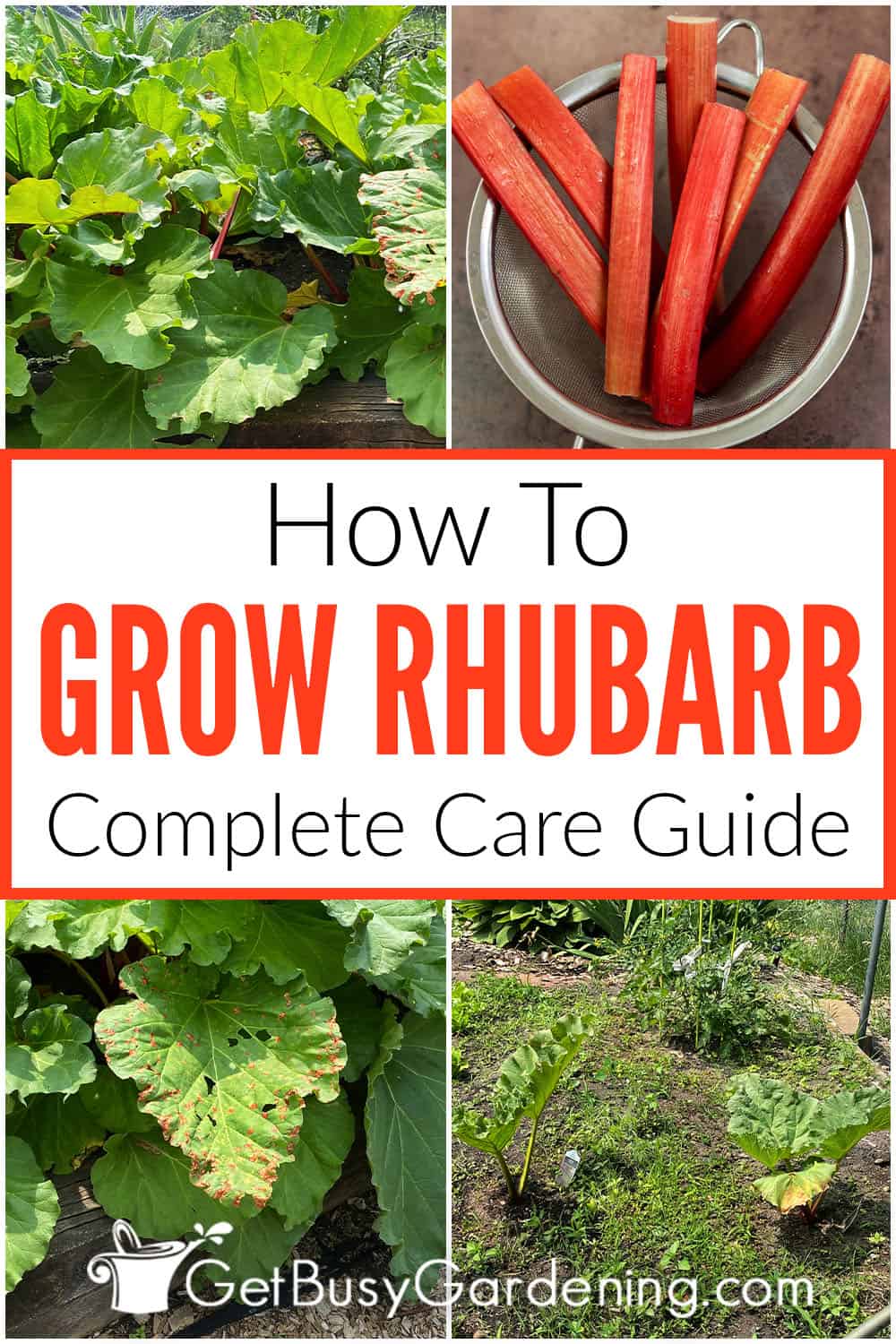 How To Grow Rhubarb At Home - Get Busy Gardening