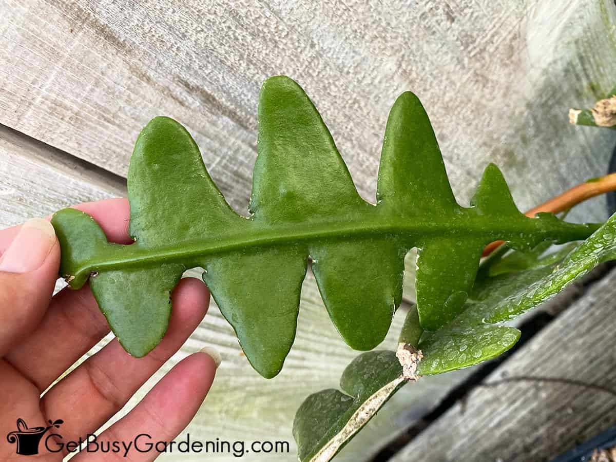 Ric Rac Cactus Plant Care: How To Grow Epiphyllum anguliger