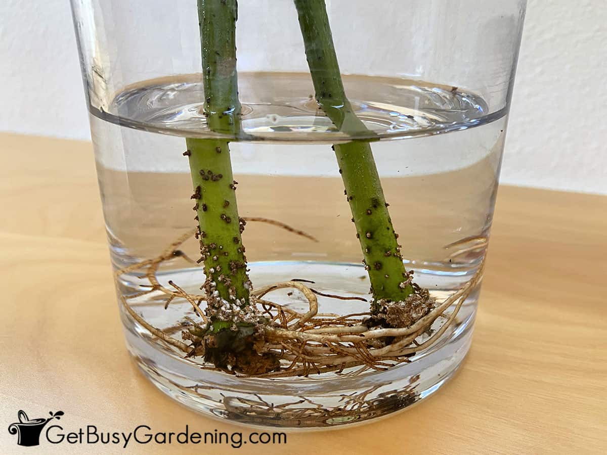 How To Propagate Money Trees In Water Or Soil - Get Busy Gardening
