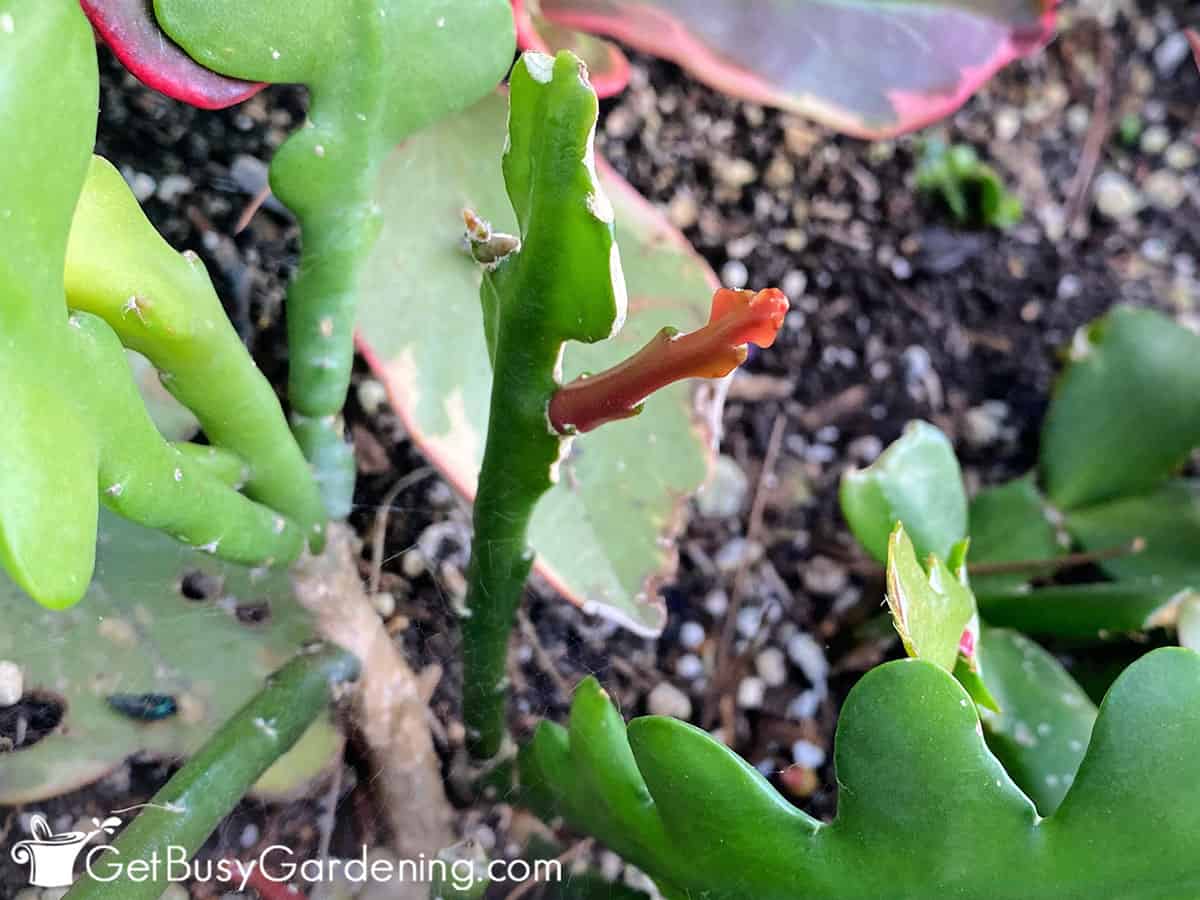 Ric Rac Cactus Plant Care: How To Grow Epiphyllum anguliger