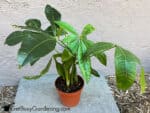 How To Propagate Money Trees In Water Or Soil - Get Busy Gardening