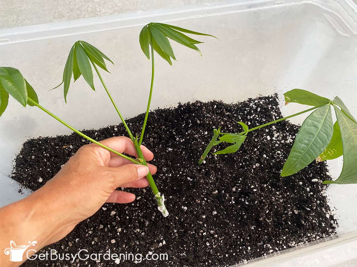 How To Propagate Money Trees In Water Or Soil - Get Busy Gardening