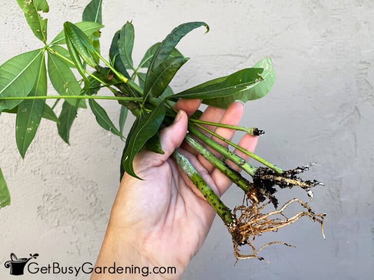 How To Propagate Money Trees In Water Or Soil - Get Busy Gardening