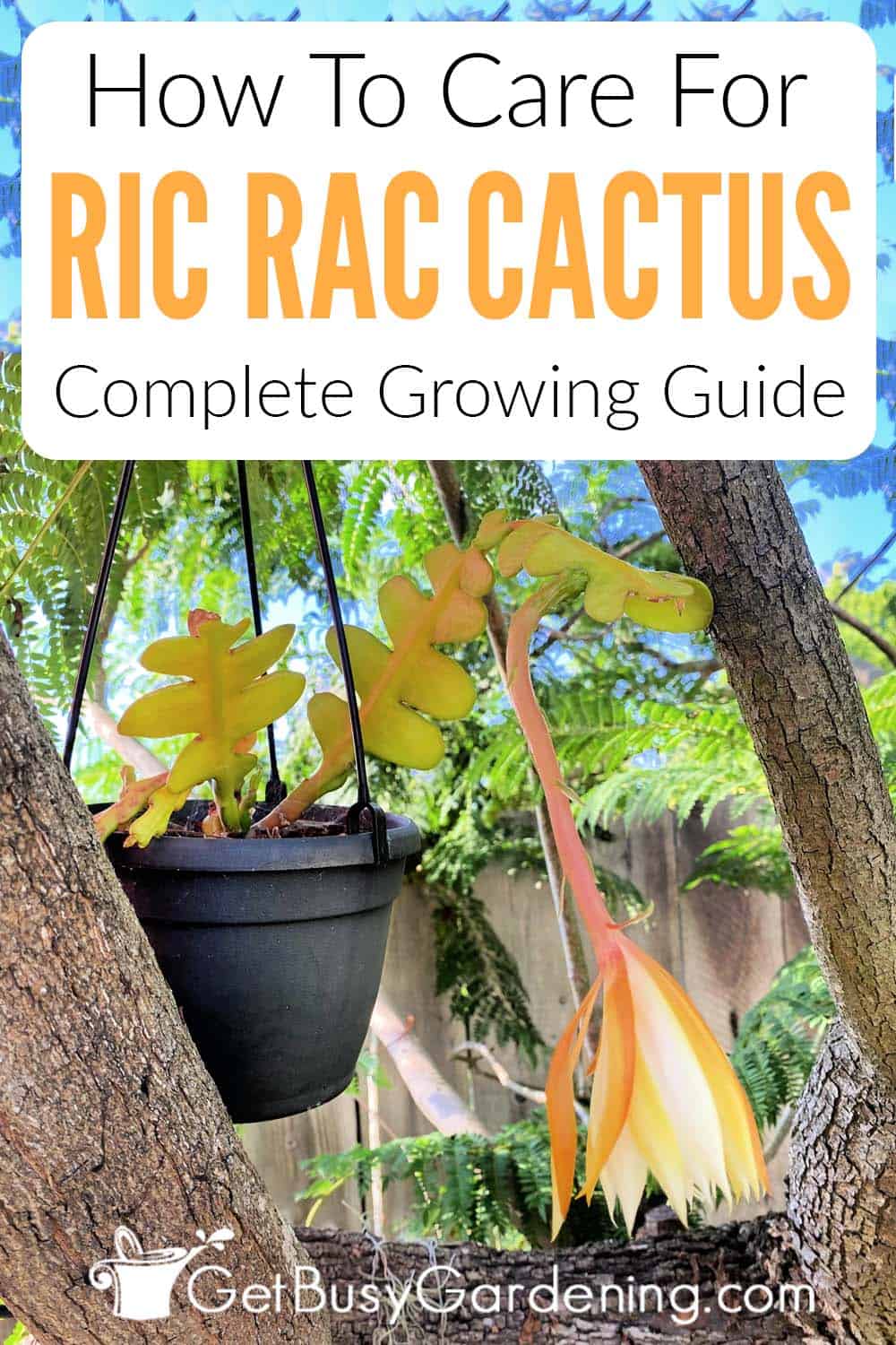 Ric Rac Cactus Plant Care: How To Grow Epiphyllum anguliger