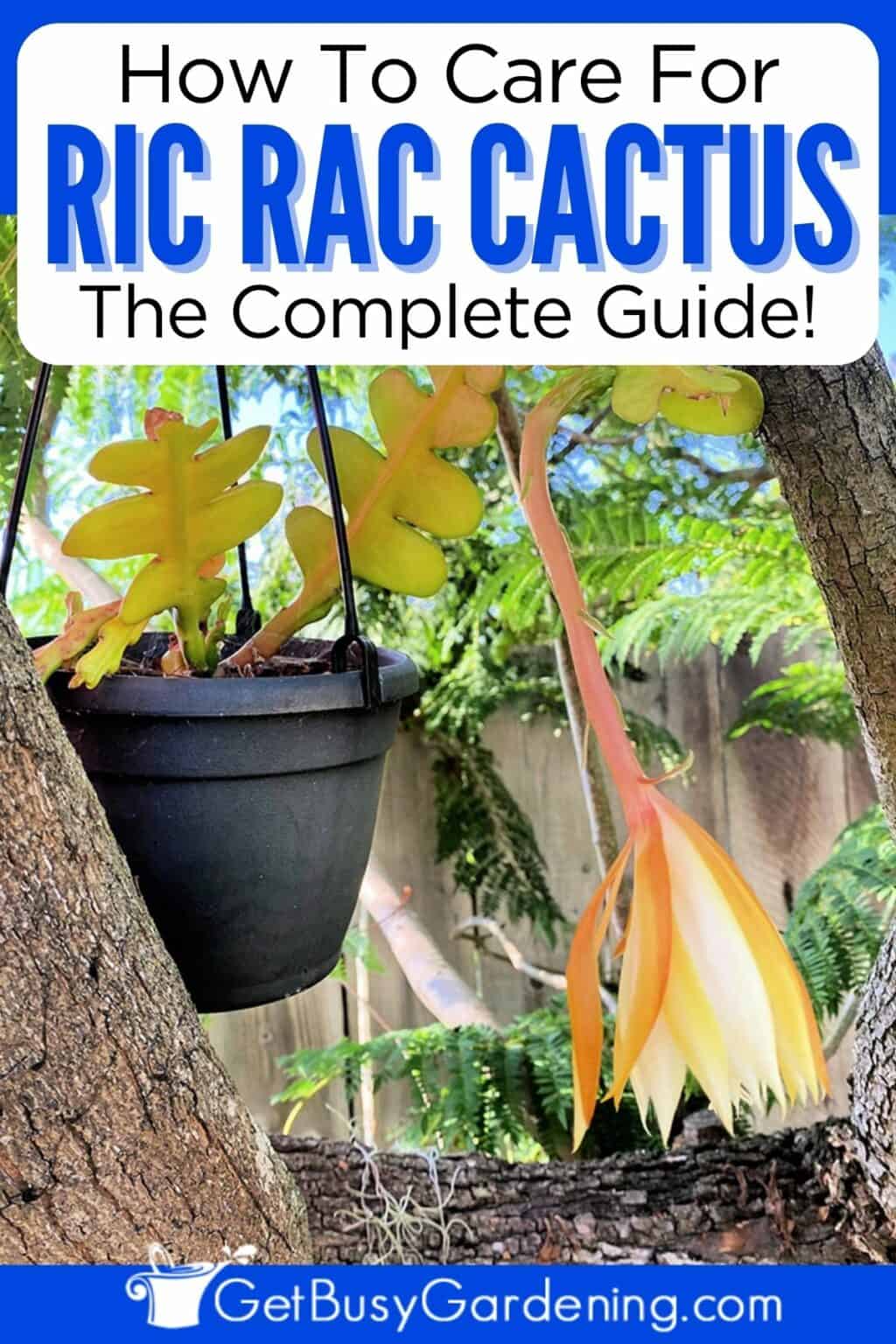 Ric Rac Cactus Plant Care: How To Grow Epiphyllum anguliger