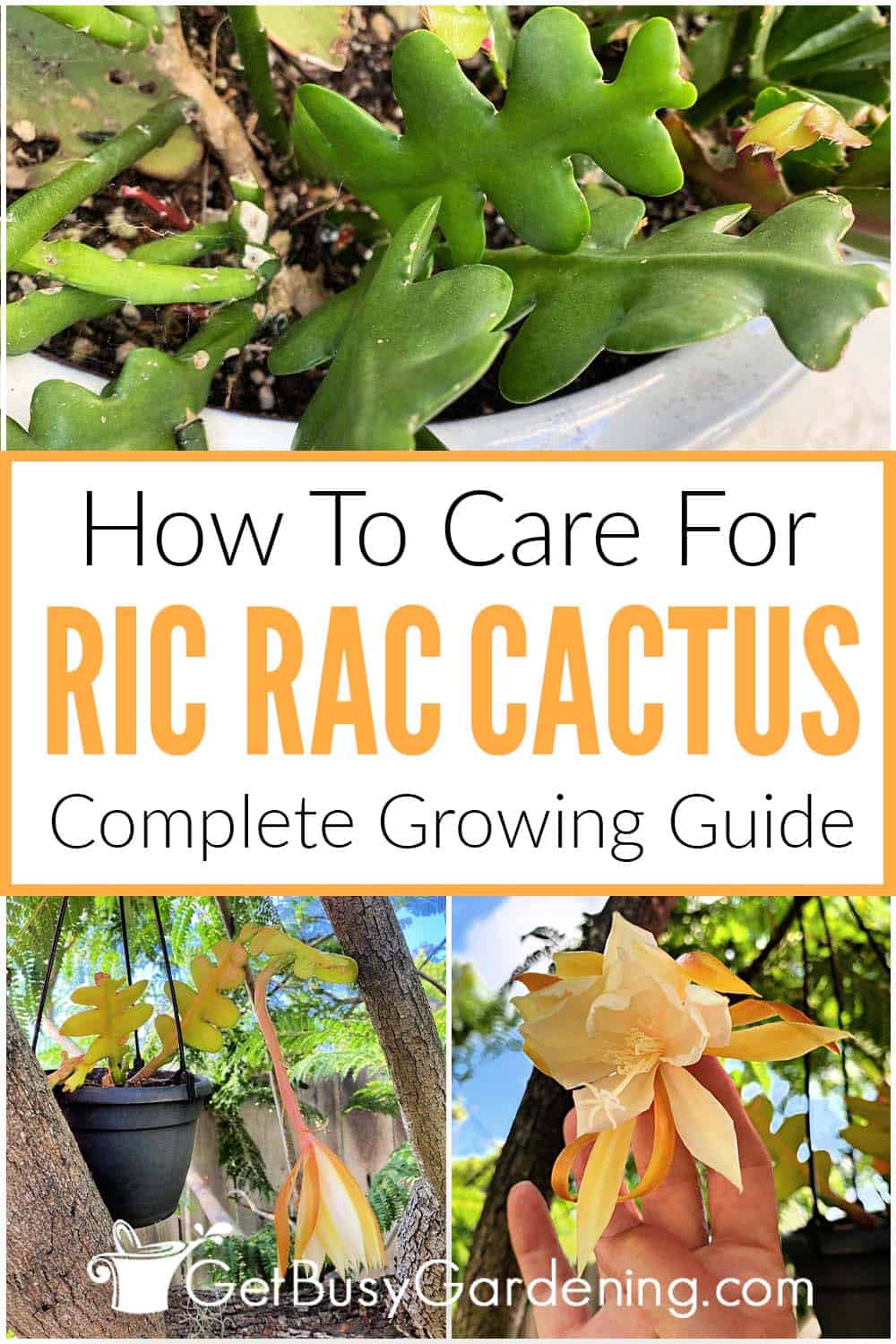Ric Rac Cactus Plant Care: How To Grow Epiphyllum anguliger