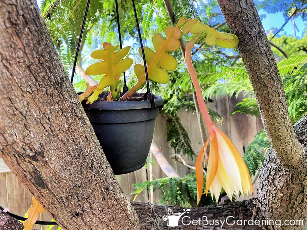 Ric Rac Cactus Plant Care: How To Grow Epiphyllum anguliger