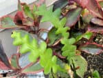 Ric Rac Cactus Plant Care: How To Grow Epiphyllum anguliger