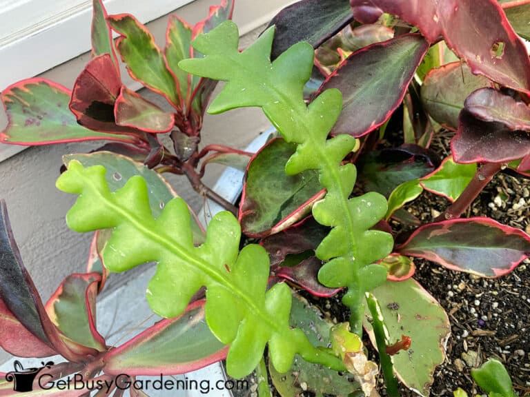 Ric Rac Cactus Plant Care: How To Grow Epiphyllum anguliger