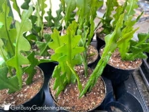 Ric Rac Cactus Plant Care: How To Grow Epiphyllum anguliger