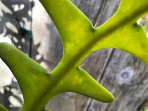 Fishbone Cactus Care: How To Grow Selenicereus anthonyanus