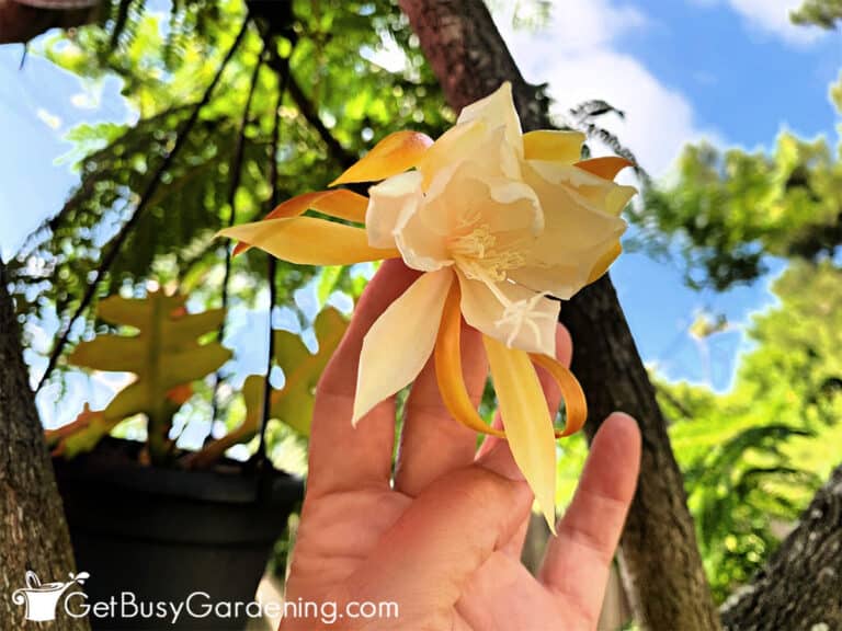 Ric Rac Cactus Plant Care: How To Grow Epiphyllum anguliger