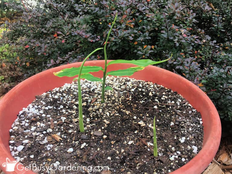 How & When To Plant Ginger - Get Busy Gardening