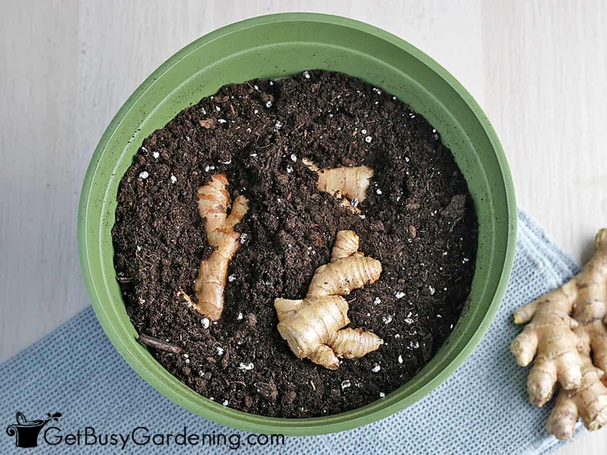 How & When To Plant Ginger - Get Busy Gardening