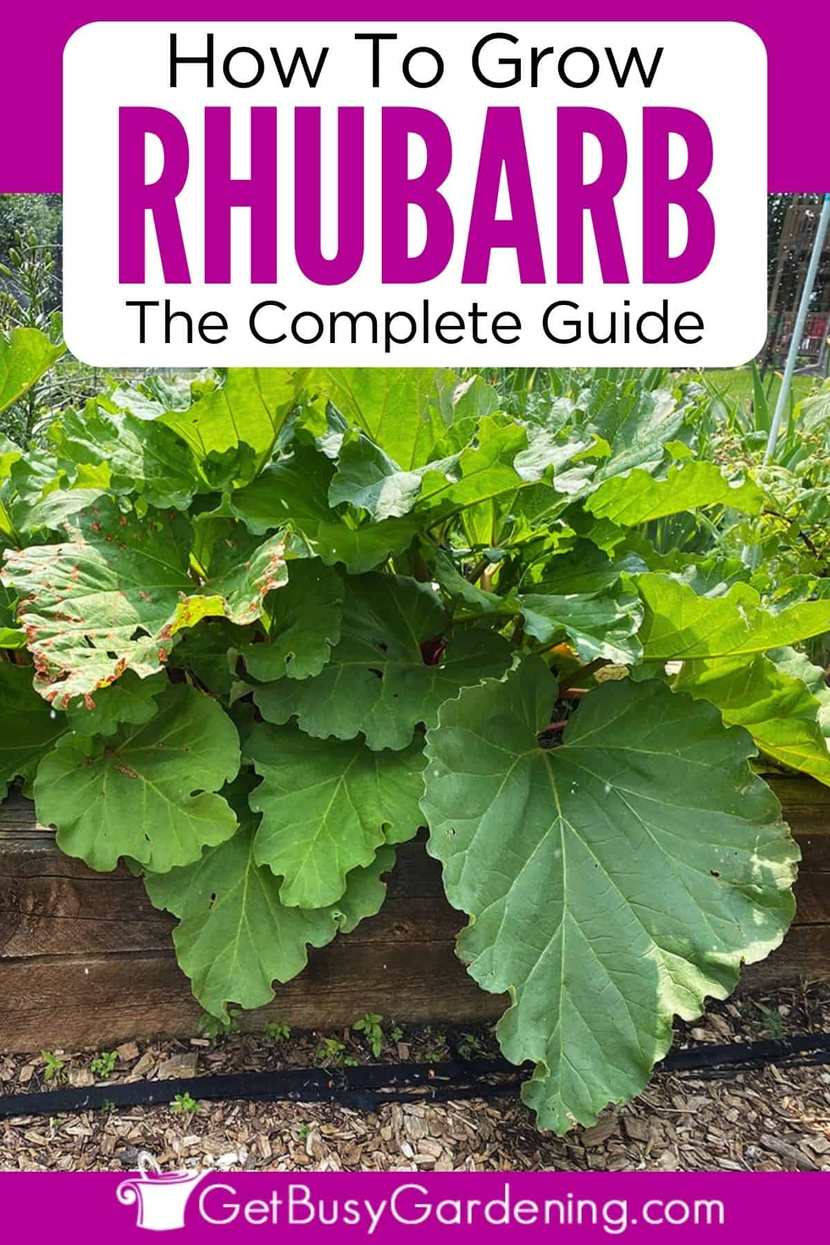 How To Grow Rhubarb At Home - Get Busy Gardening