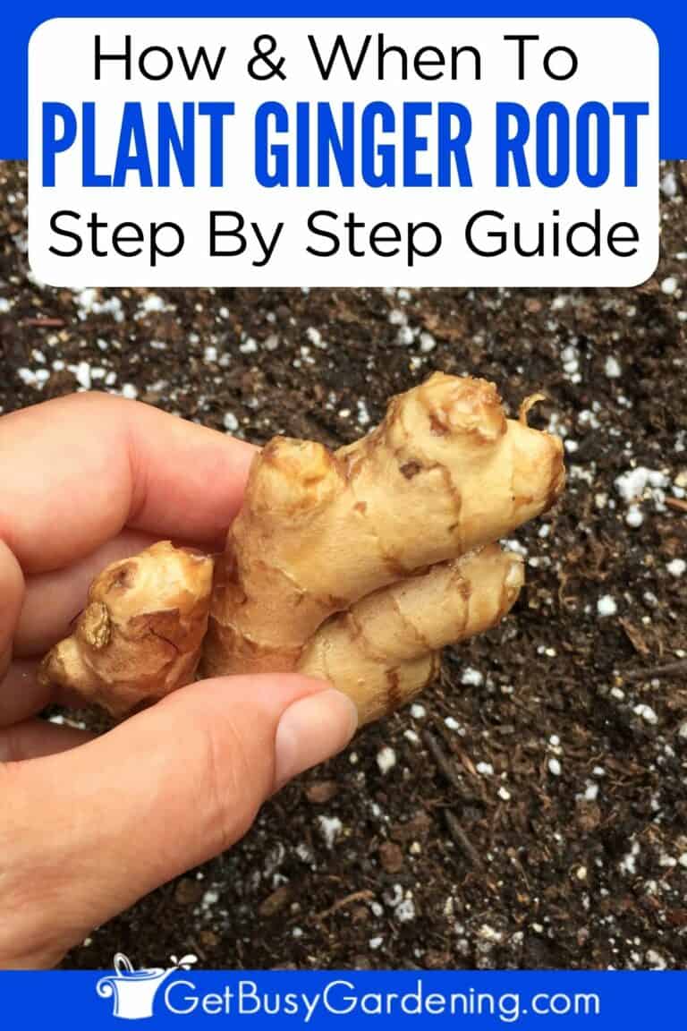 How & When To Plant Ginger - Get Busy Gardening