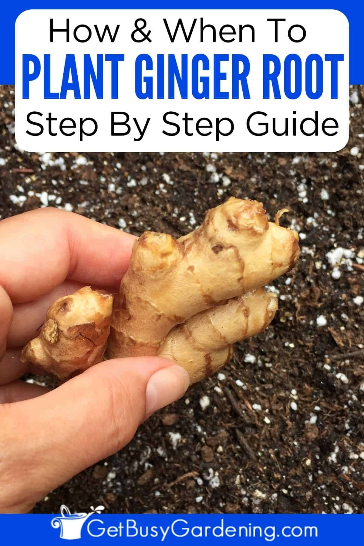 How & When To Plant Ginger - Get Busy Gardening