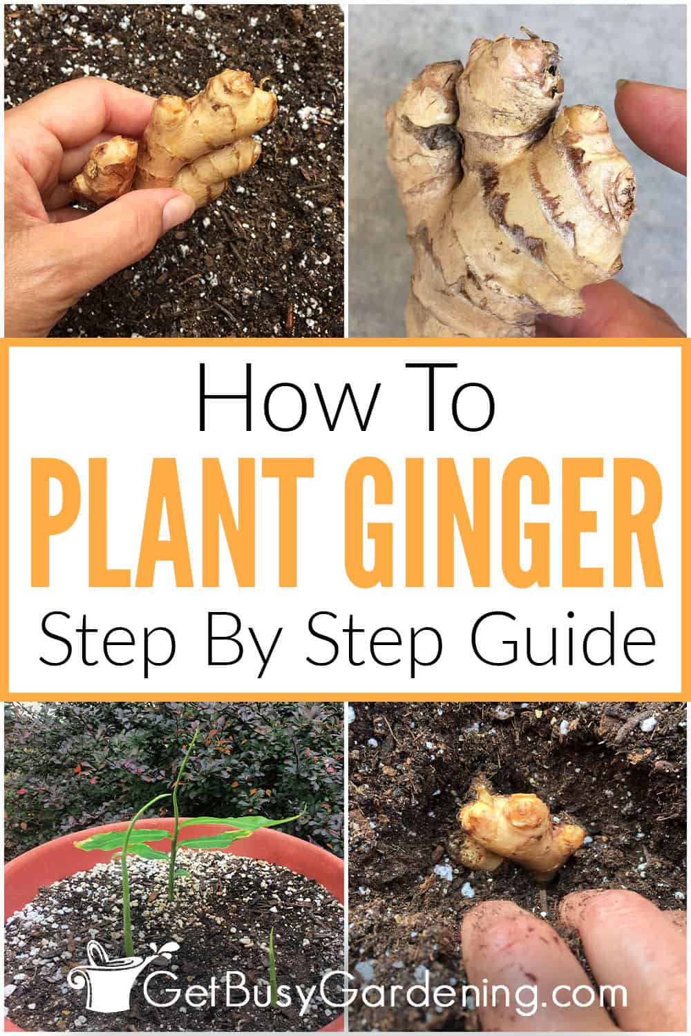 How & When To Plant Ginger - Get Busy Gardening