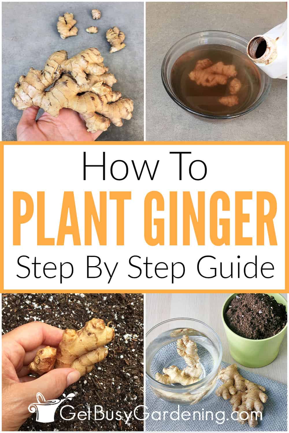 How & When To Plant Ginger - Get Busy Gardening