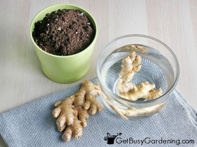 How & When To Plant Ginger - Get Busy Gardening