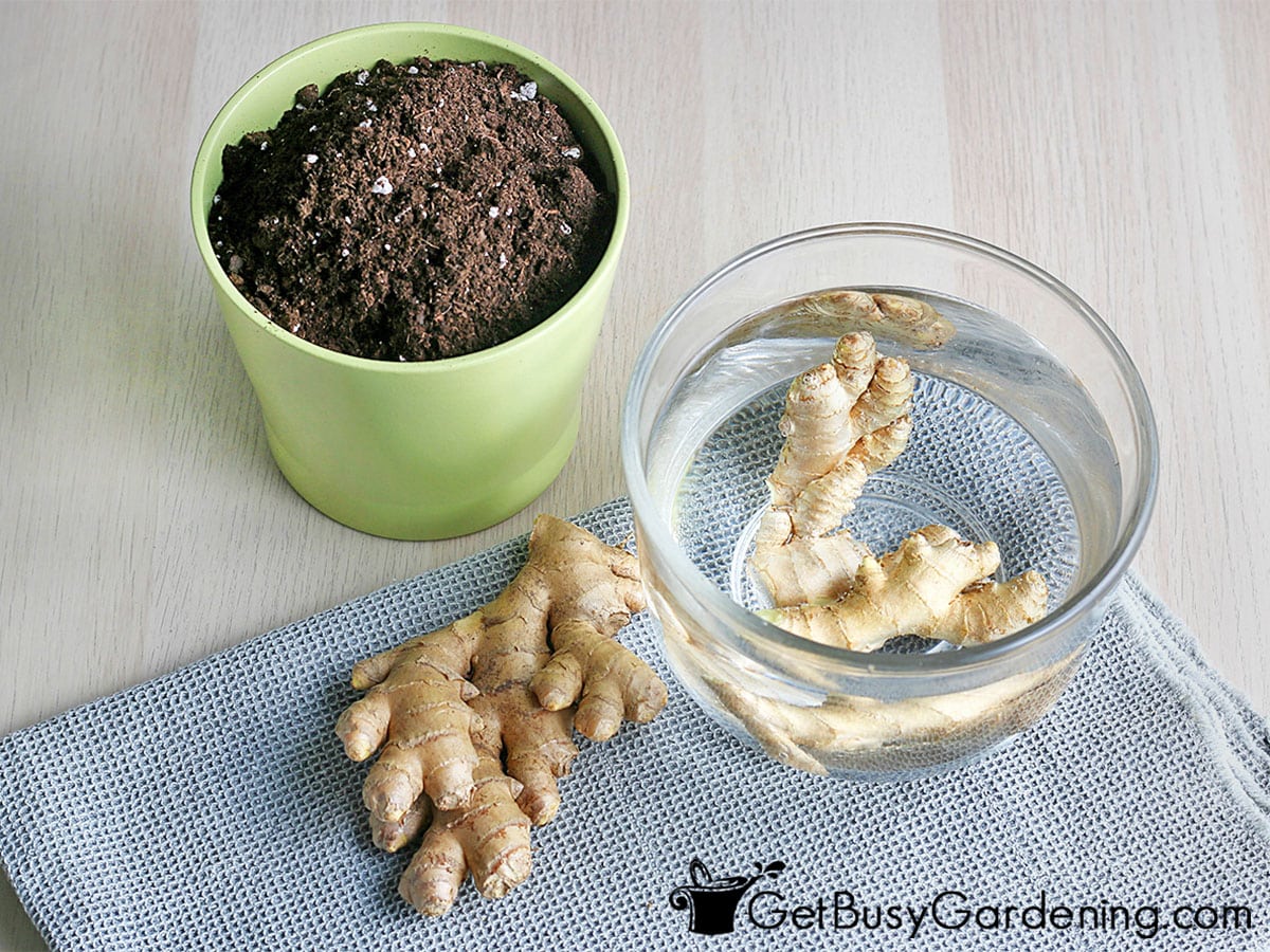 How & When To Plant Ginger - Get Busy Gardening