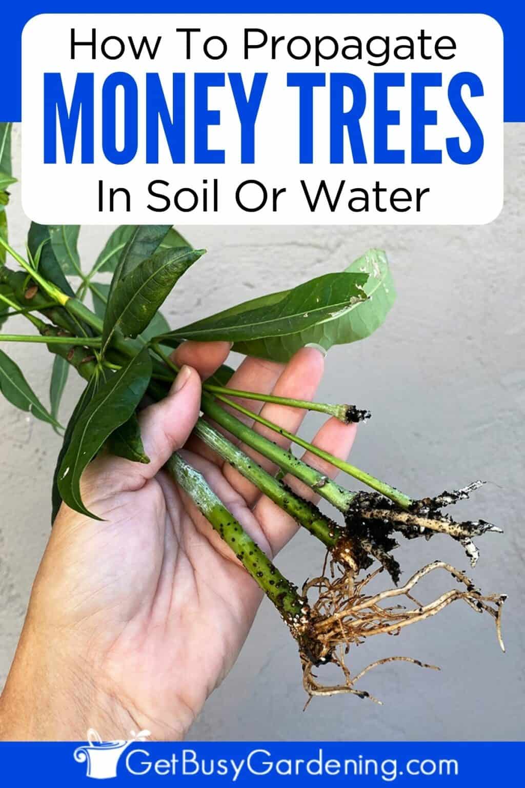 How To Propagate Money Trees In Water Or Soil - Get Busy Gardening