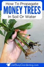 How To Propagate Money Trees In Water Or Soil - Get Busy Gardening